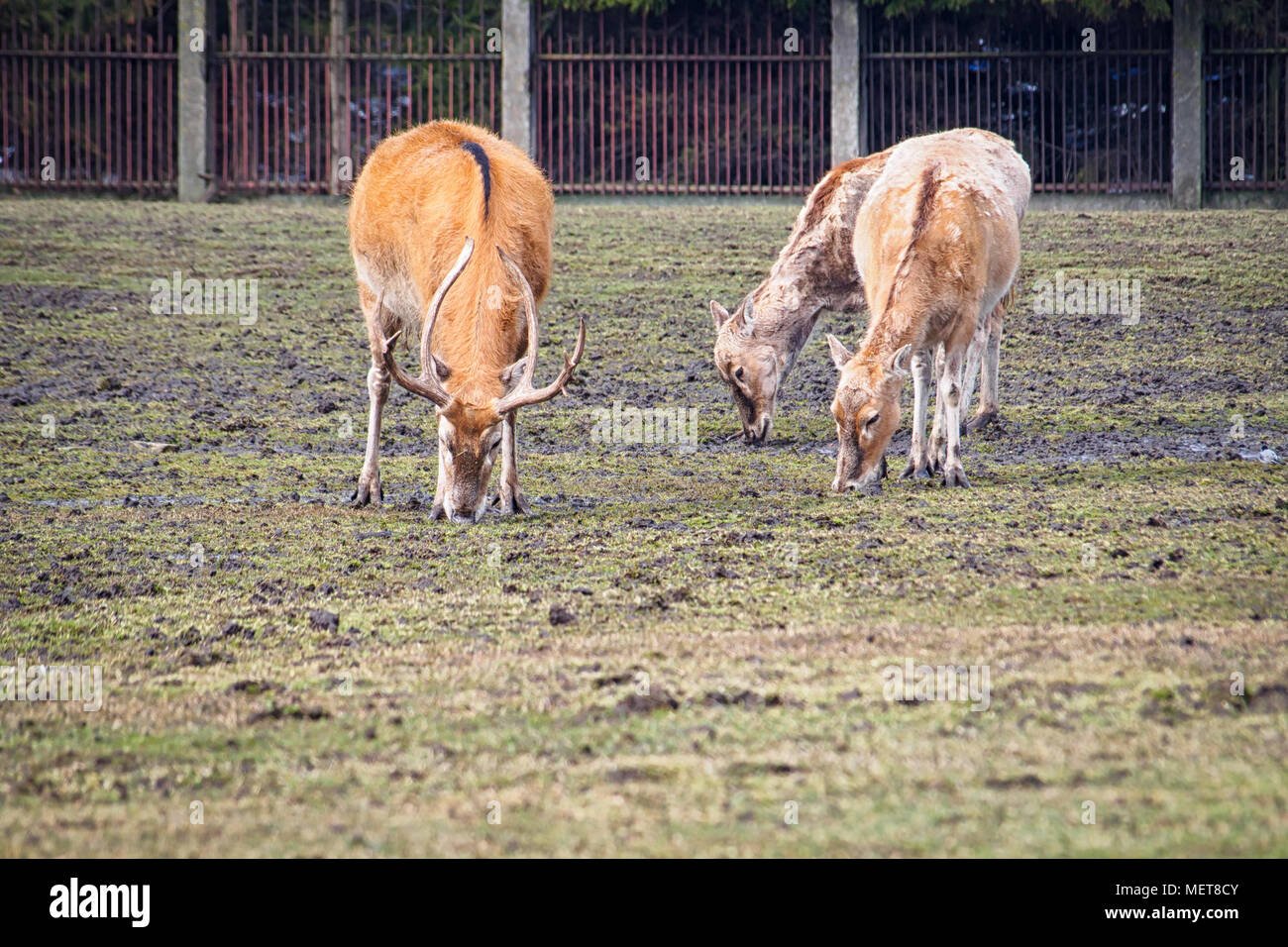 Milu deer hi-res stock photography and images - Alamy
