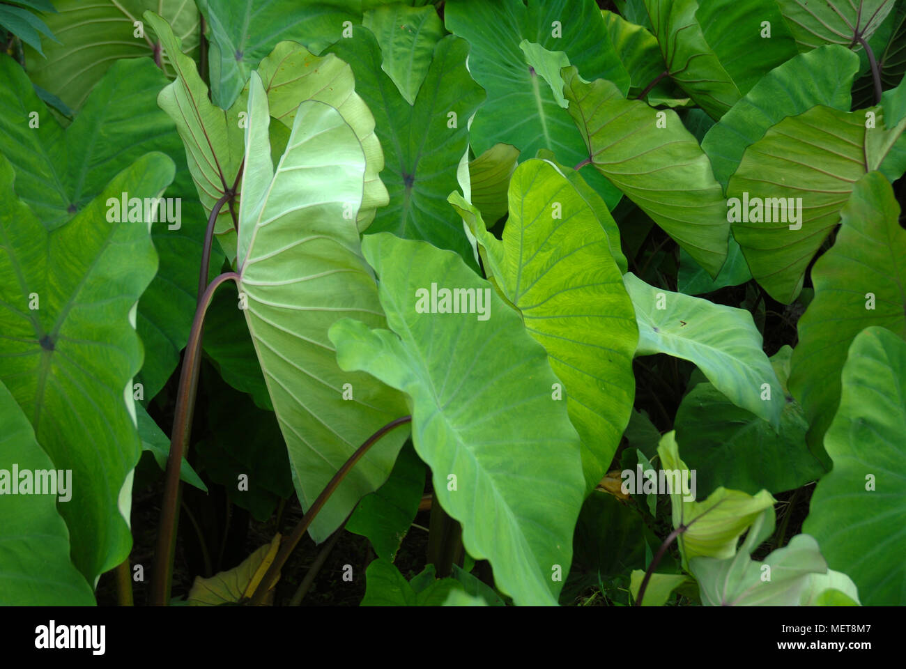 Taro plants root vegetable hi-res stock photography and images - Alamy