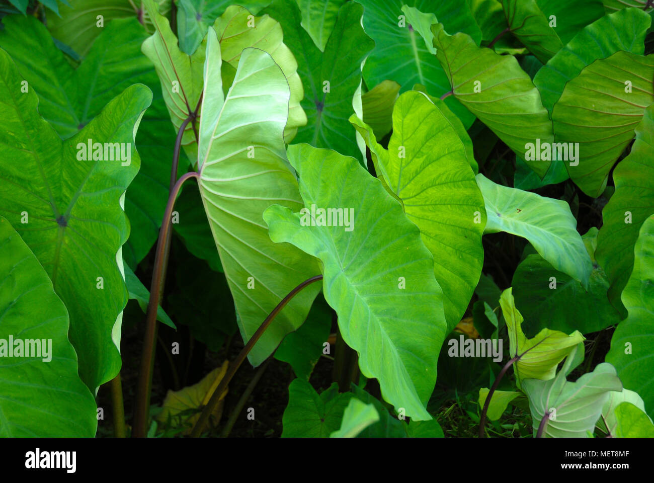 Taro plants in a garden in Suva, Fiji Stock Photo - Alamy