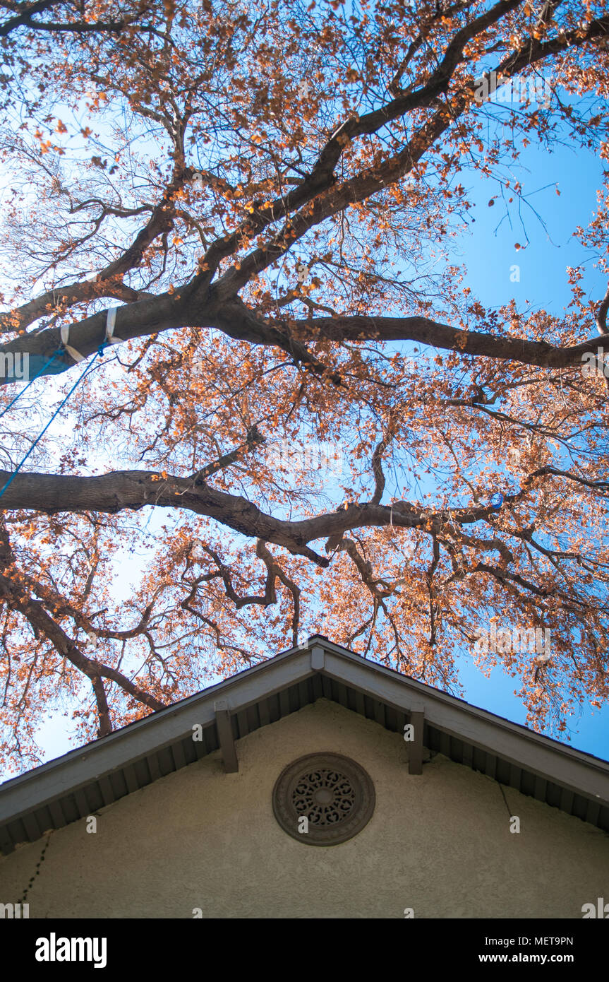 Tree branch spread out over home hi-res stock photography and images ...