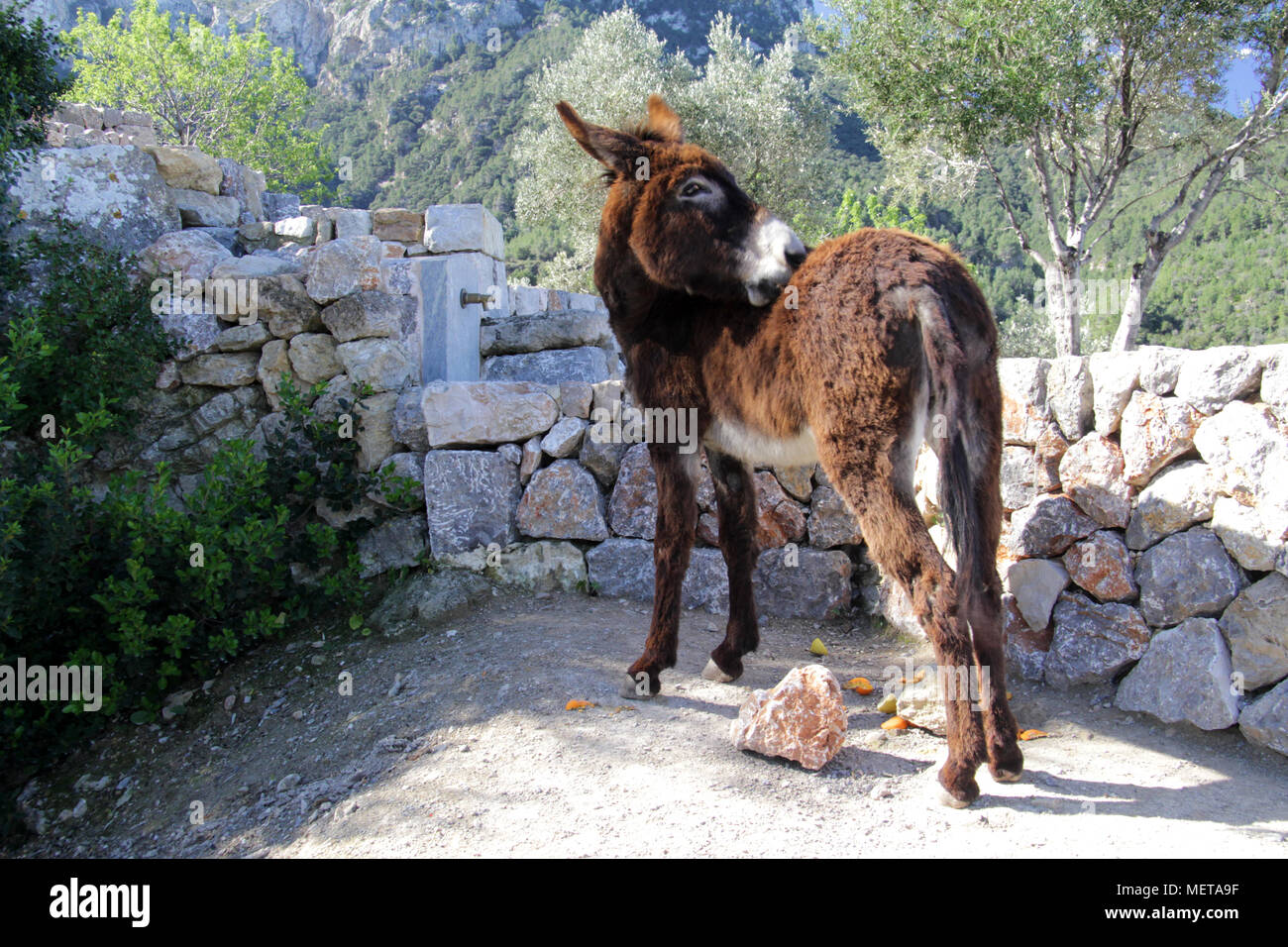 Cute Brown Donkey grazing and scratching its fur by a traditional stone ...