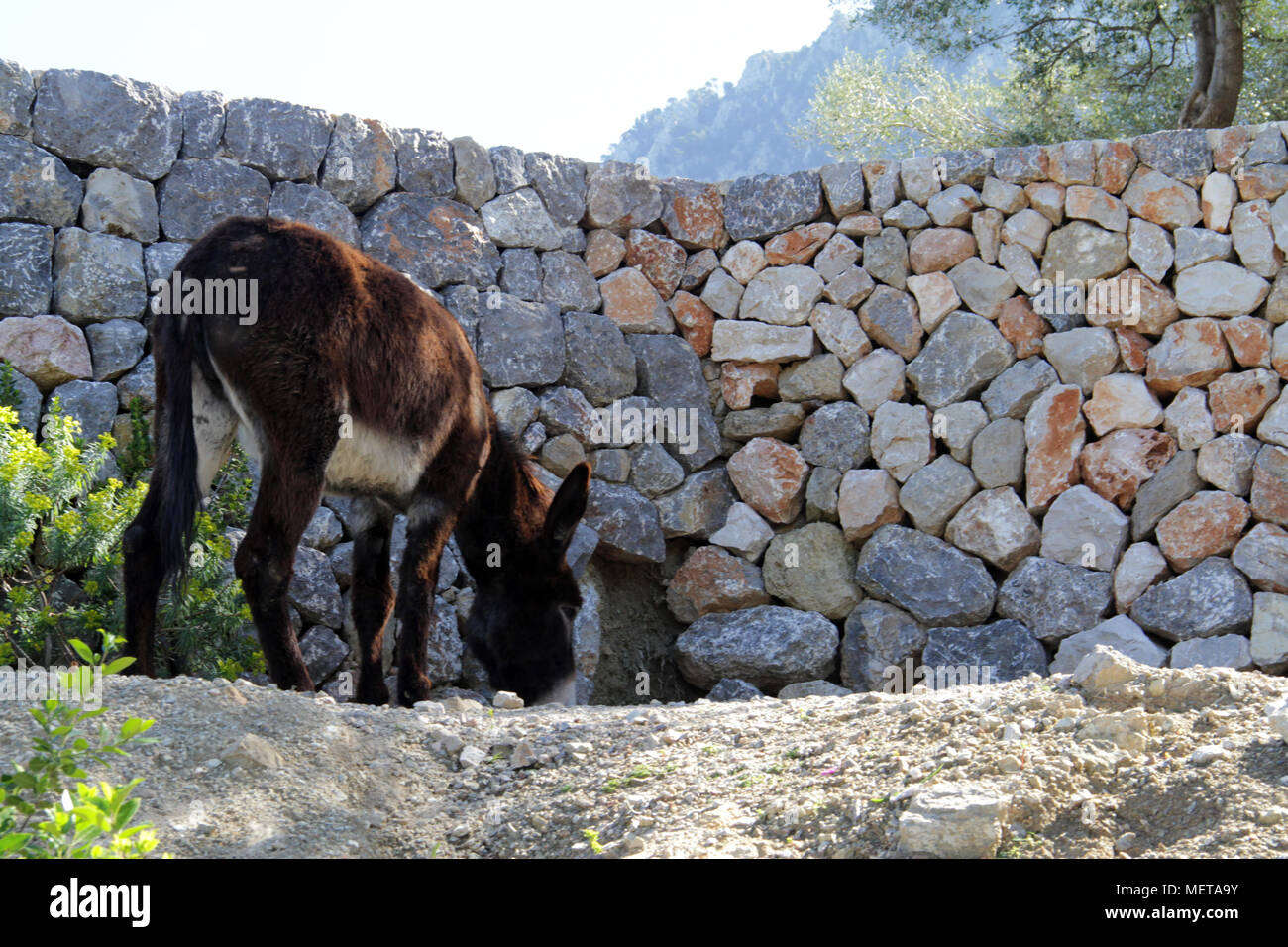 Cute Brown Donkey grazing and scratching its fur by a traditional stone ...