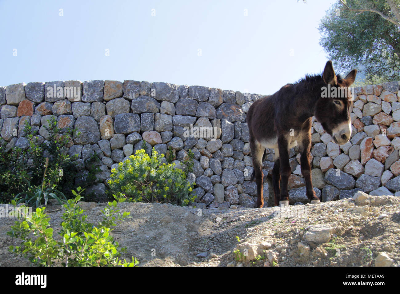 Cute Brown Donkey grazing and scratching its fur by a traditional stone ...