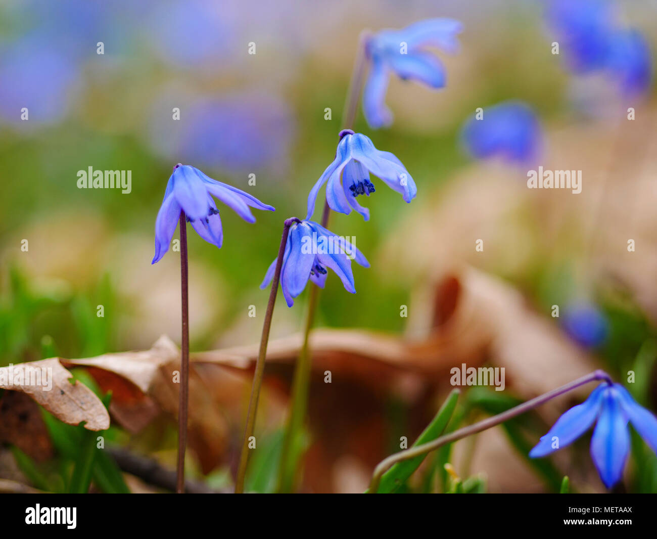 Russia Native Plants High Resolution Stock Photography and Images - Alamy