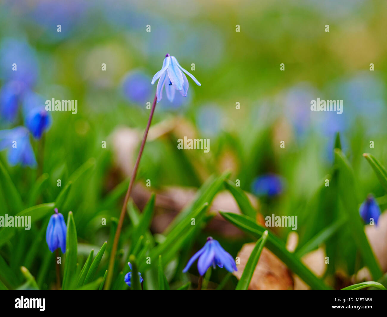 Russia native plants hi-res stock photography and images - Alamy