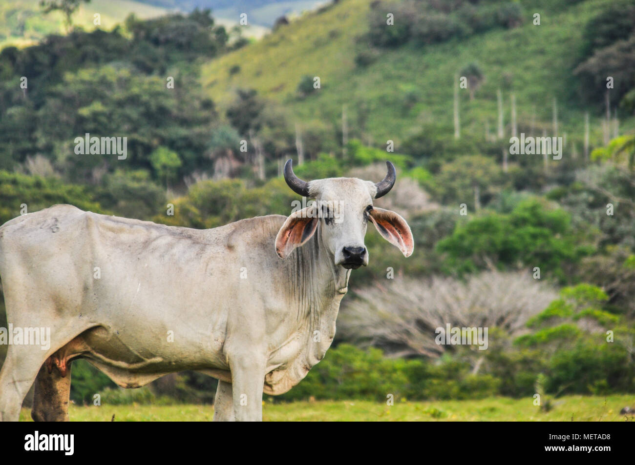 Happy cow living in the greens of costa rica and looking towards the ...