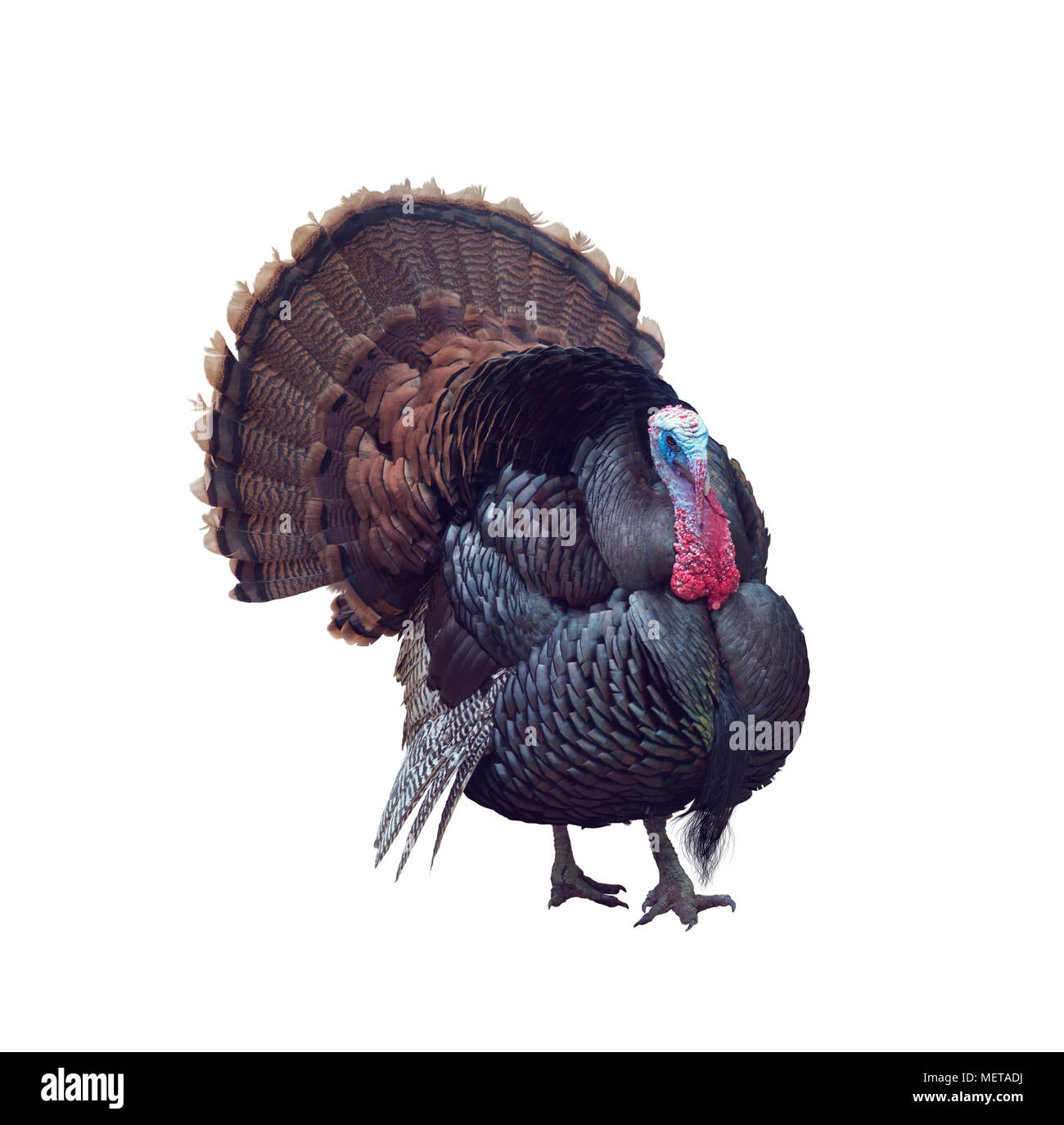 WIld Tom Turkey isolated on white background Stock Photo - Alamy