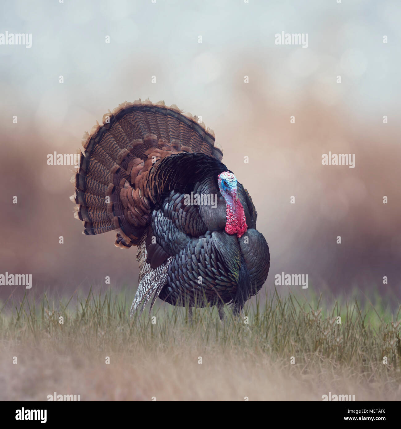 Wild turkey behavior hi-res stock photography and images - Alamy