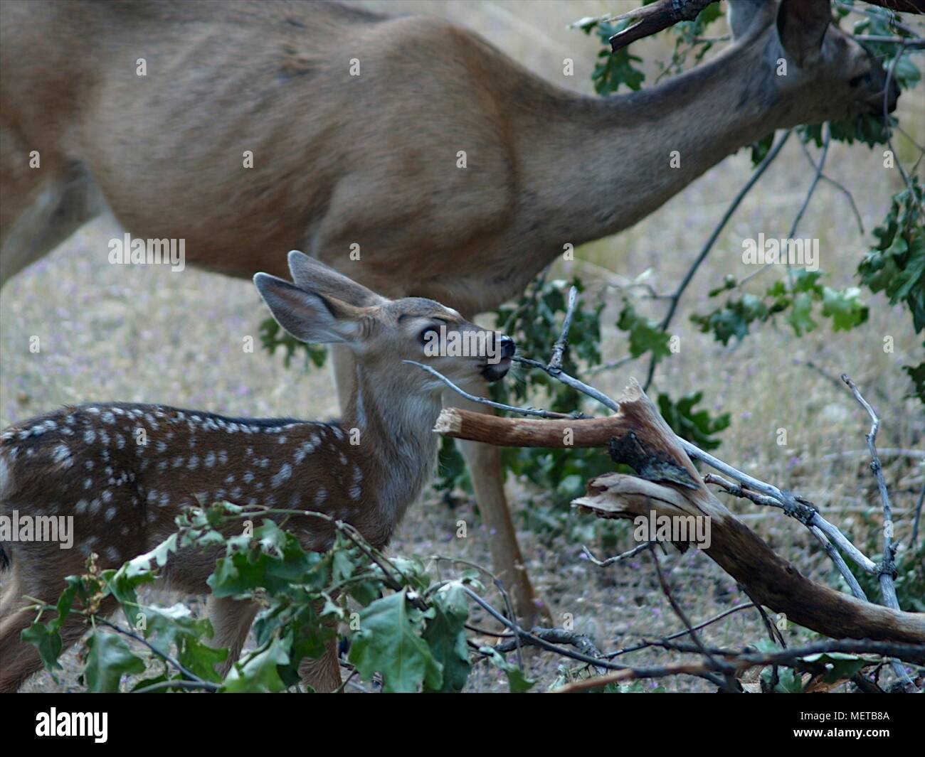 Deer playing hi-res stock photography and images - Alamy