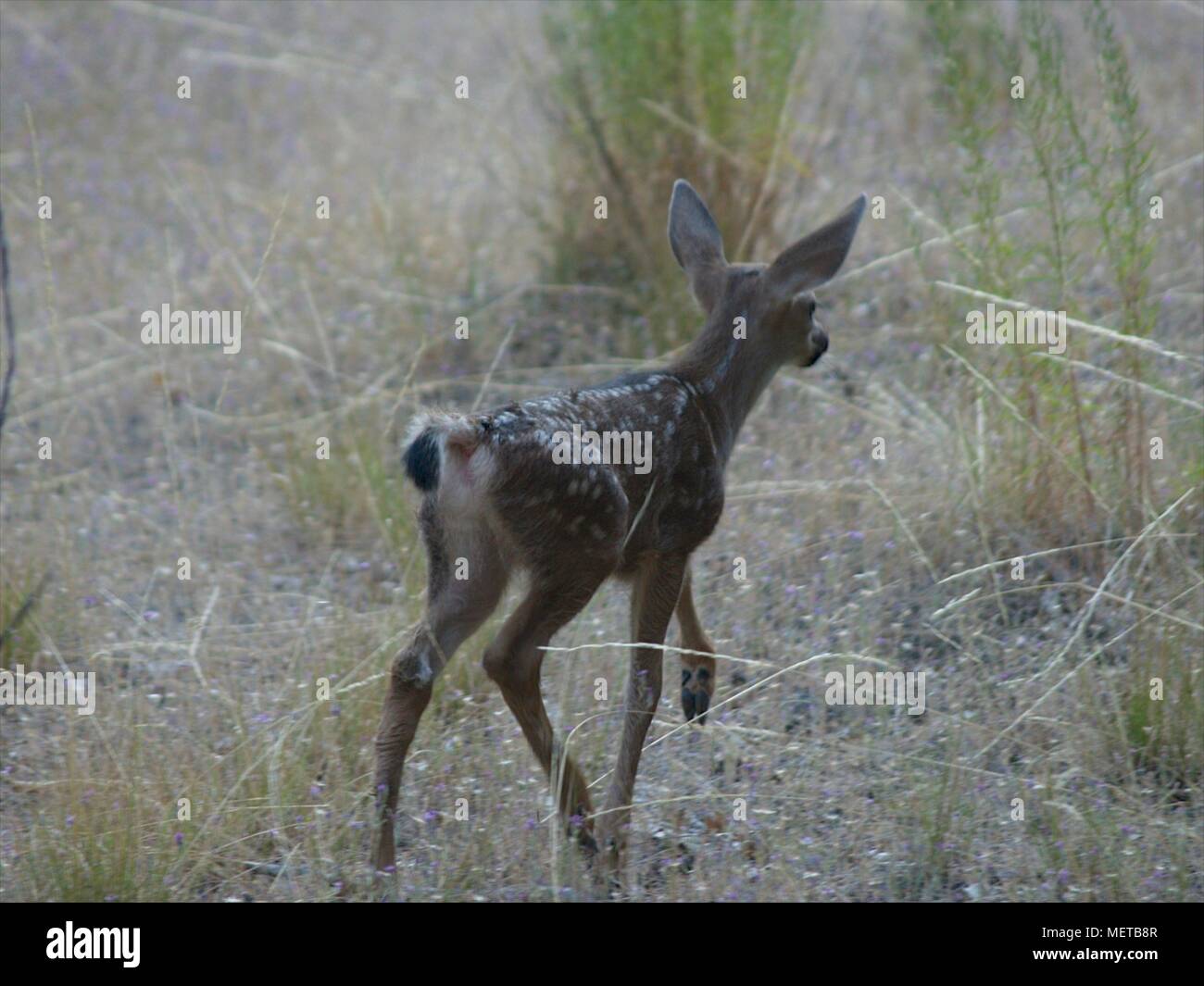 Deer playing hi-res stock photography and images - Alamy