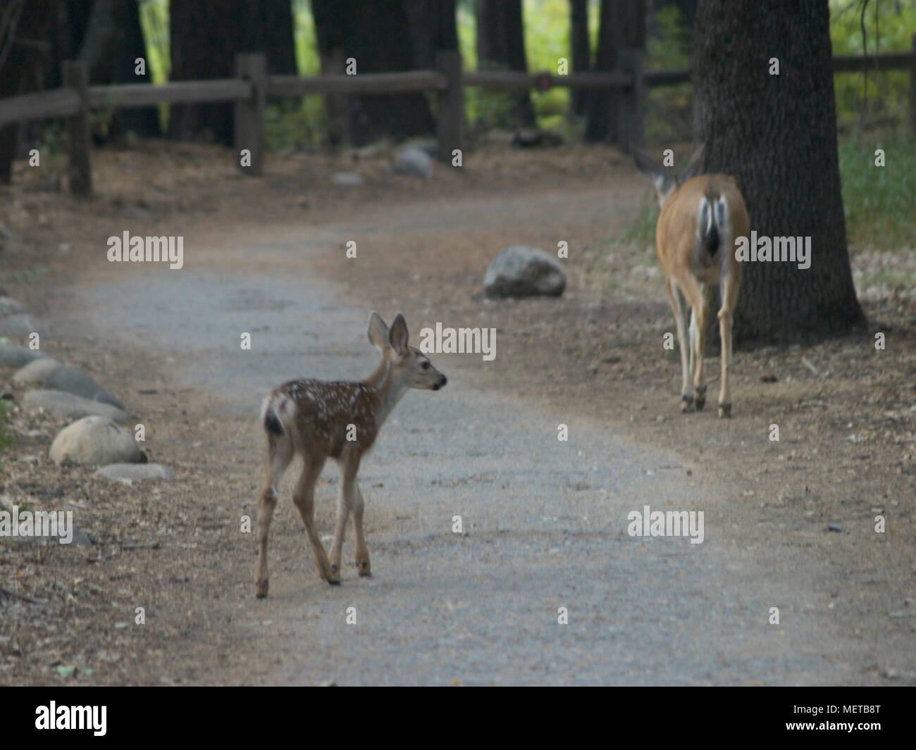 Deer playing hi-res stock photography and images - Alamy