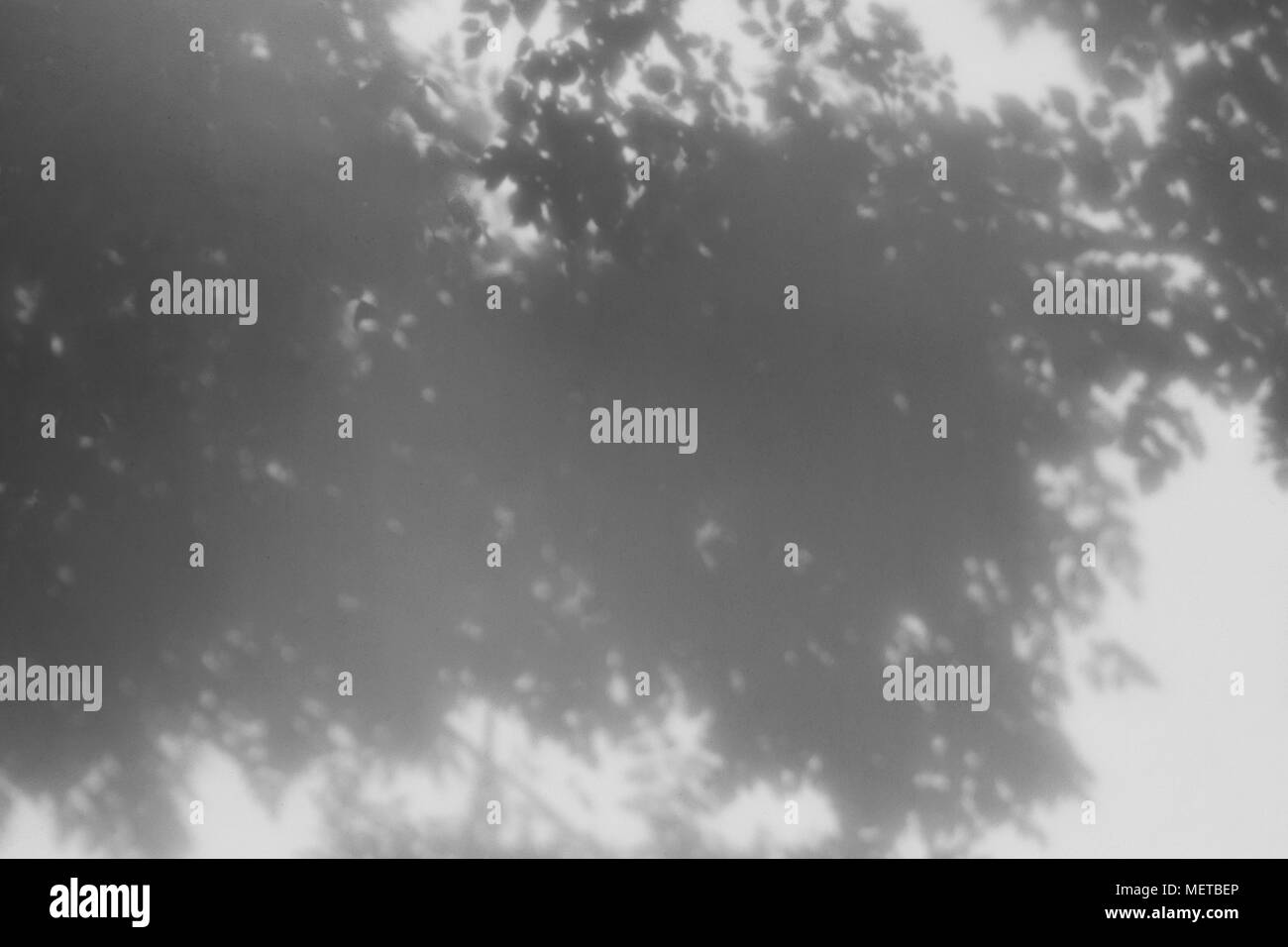 Shadow of tree on faded old wall Stock Photo - Alamy