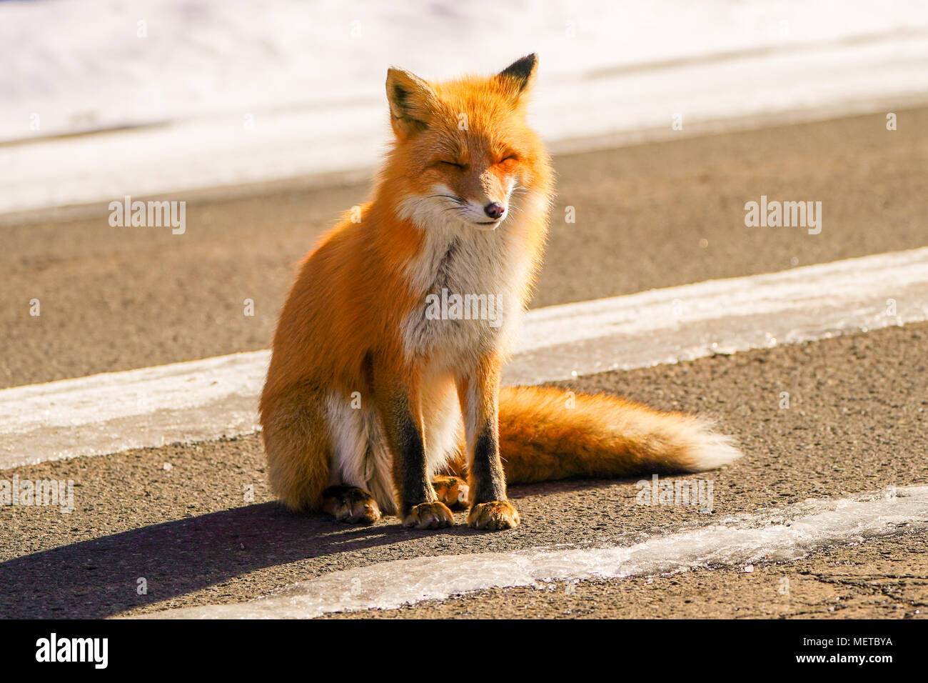 Ezo Red Fox Stock Photo - Alamy