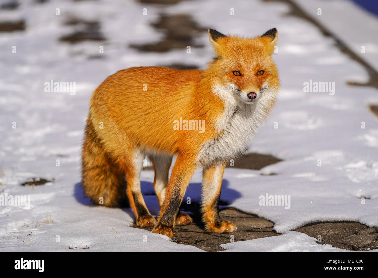 Ezo Red Fox Stock Photo - Alamy