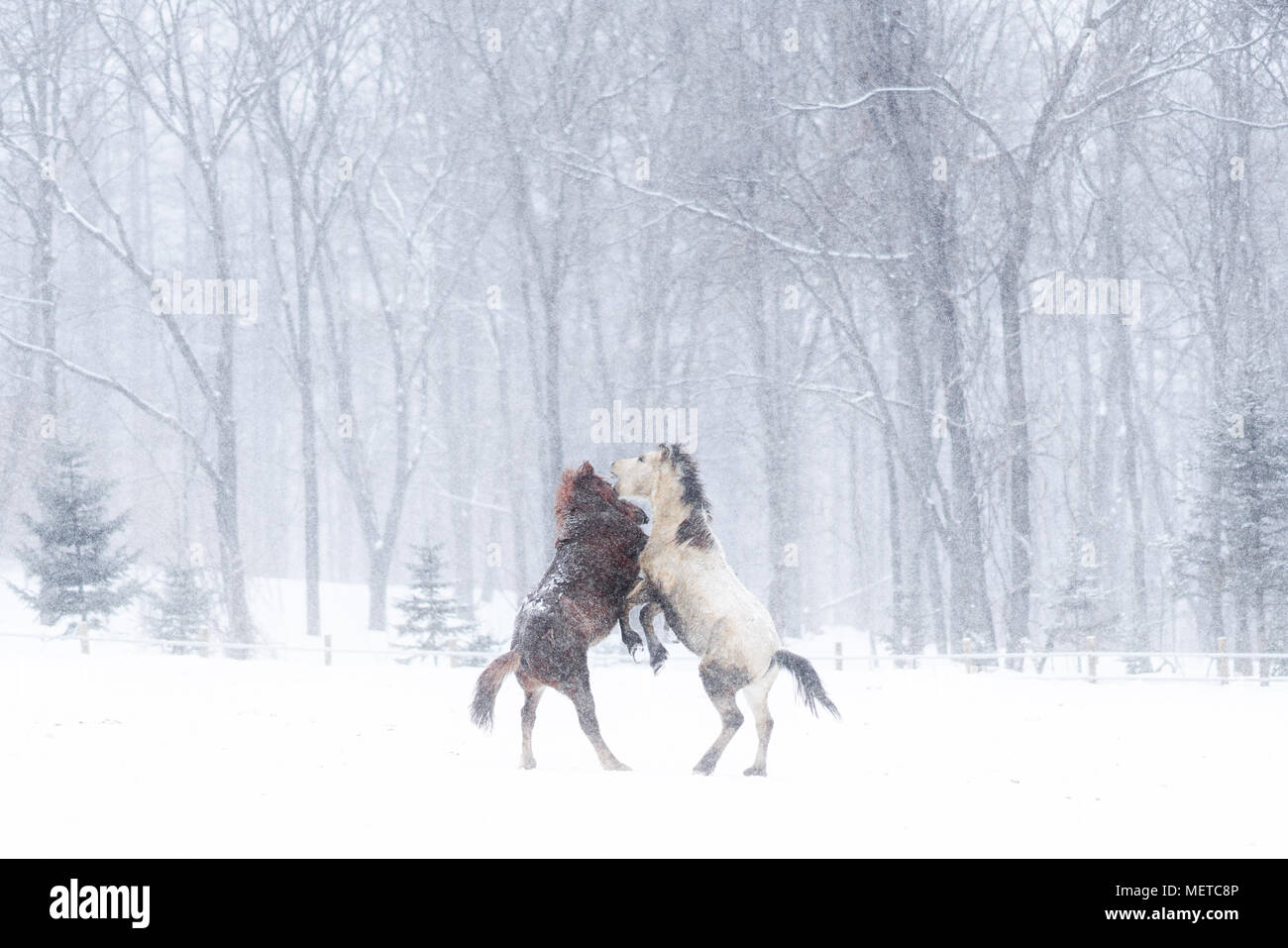 Dosanko horse at night Stock Photo - Alamy