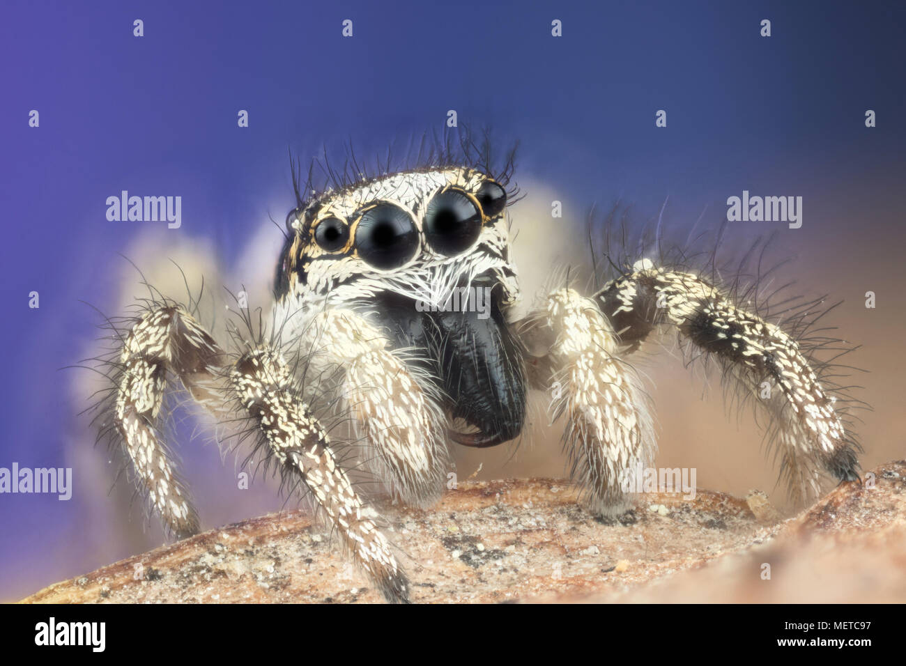 Cute Jumping Spider Water Drop