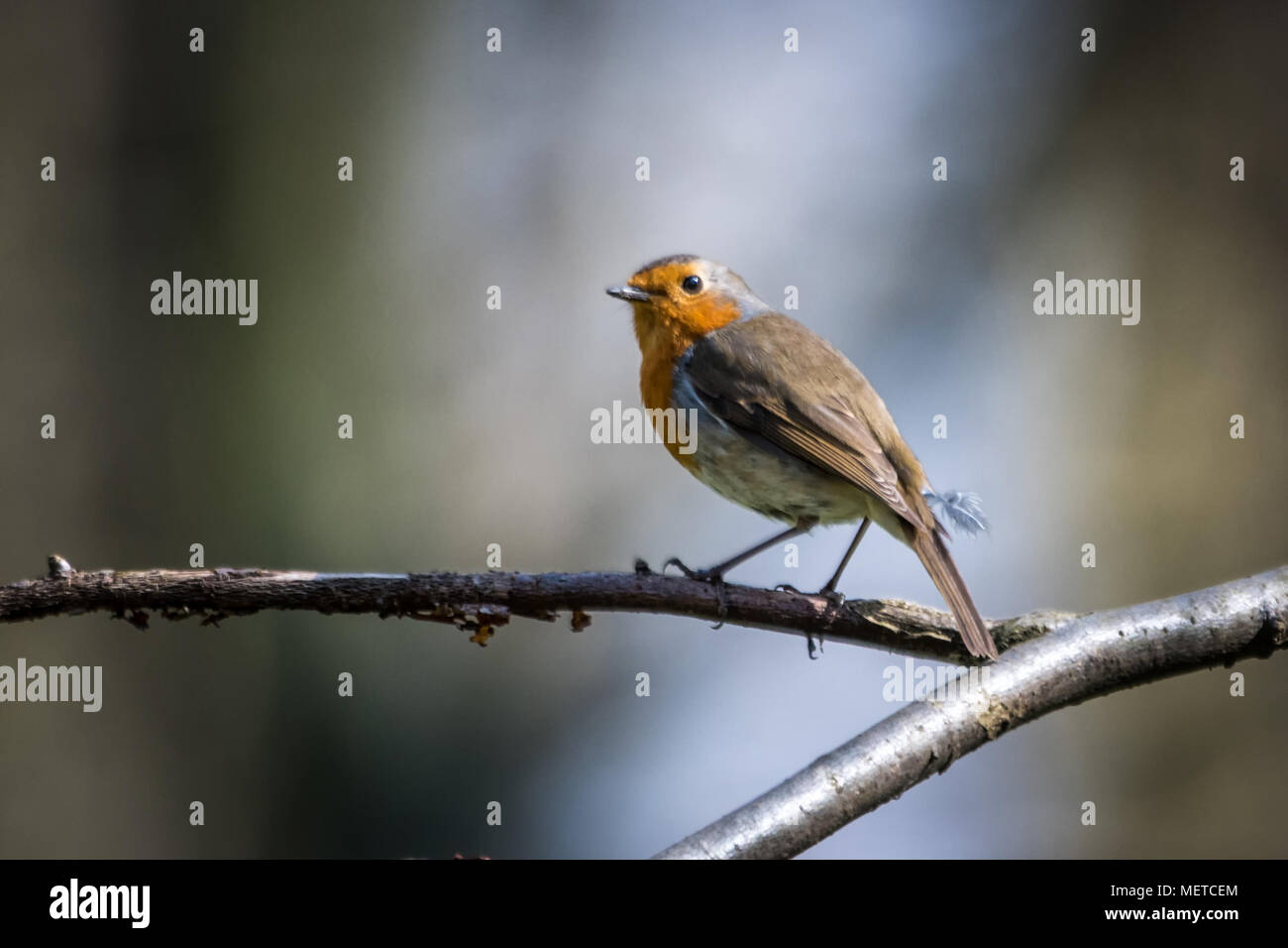 European wildlife songbird hi-res stock photography and images - Alamy