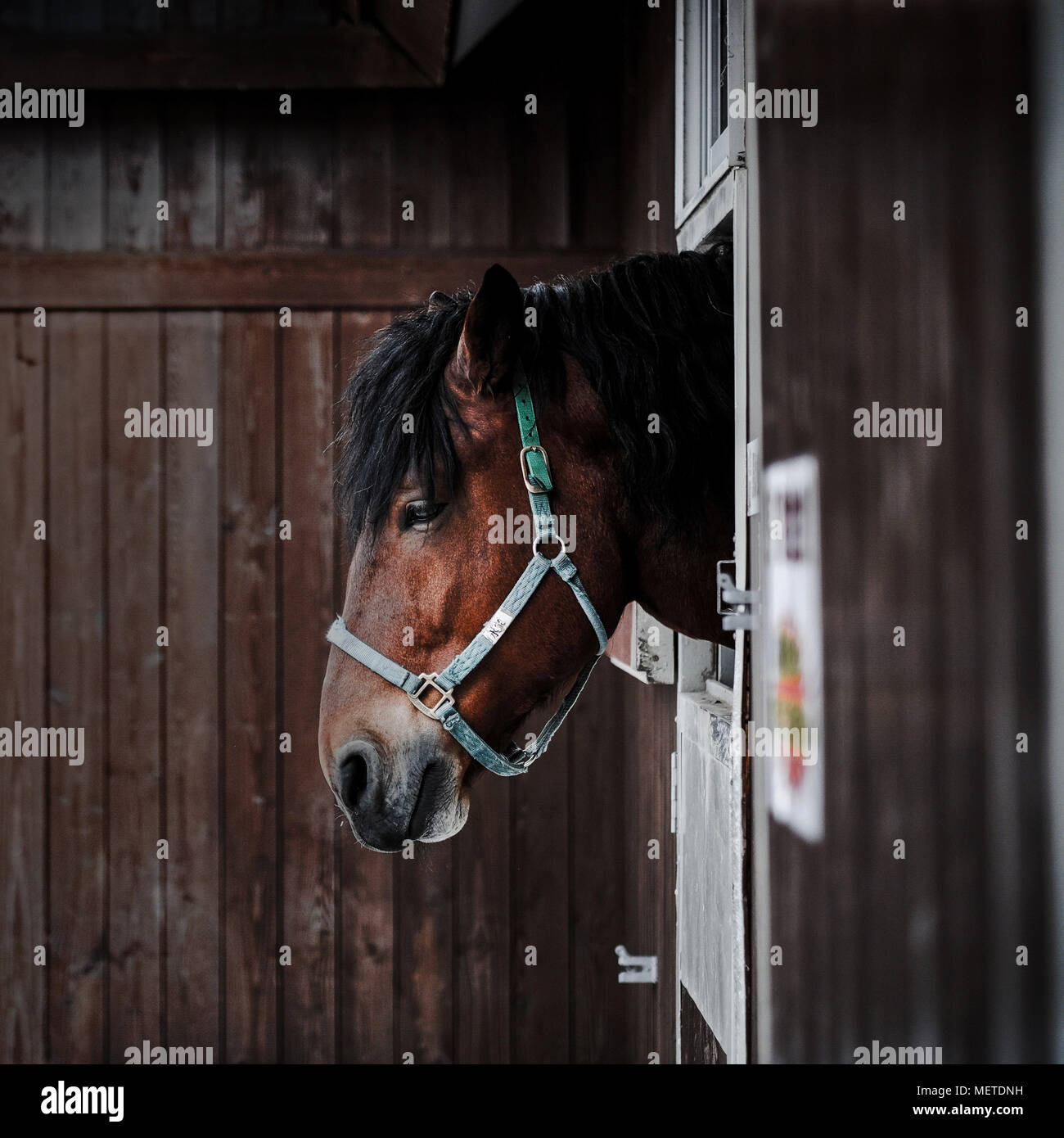 Horse in Stable Stock Photo - Alamy
