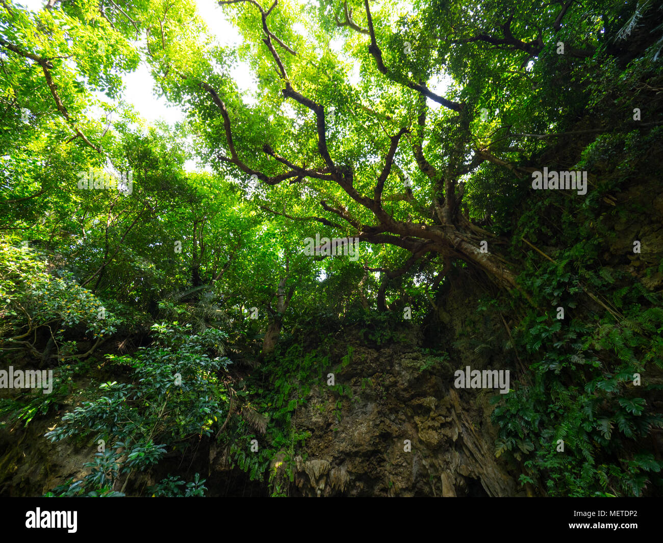 Jungle research hi-res stock photography and images - Alamy