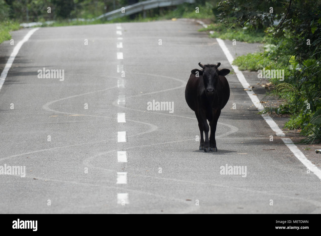 Cow Walking on Road Stock Photo - Alamy