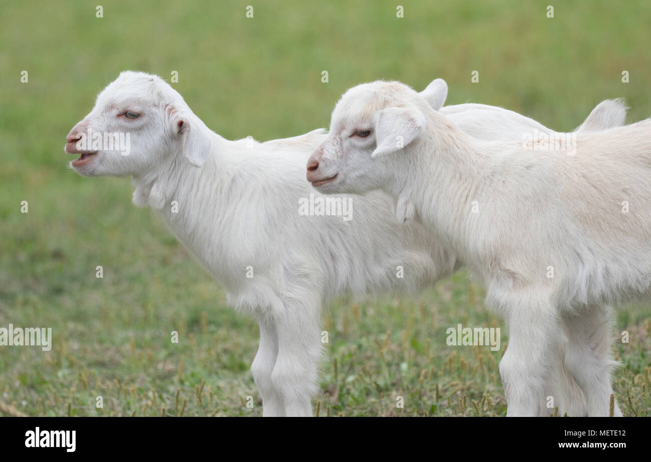 Goat in Yonaguni Island, Okinawa Prefecture, Japan Stock Photo - Alamy