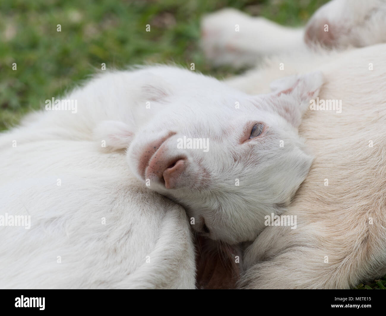 Goat at iriomote island hi-res stock photography and images - Alamy