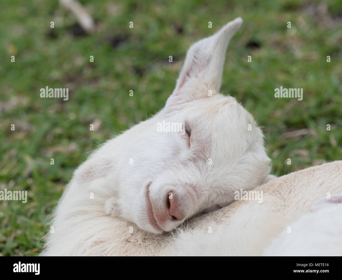 Goat in Yonaguni Island, Okinawa Prefecture, Japan Stock Photo - Alamy