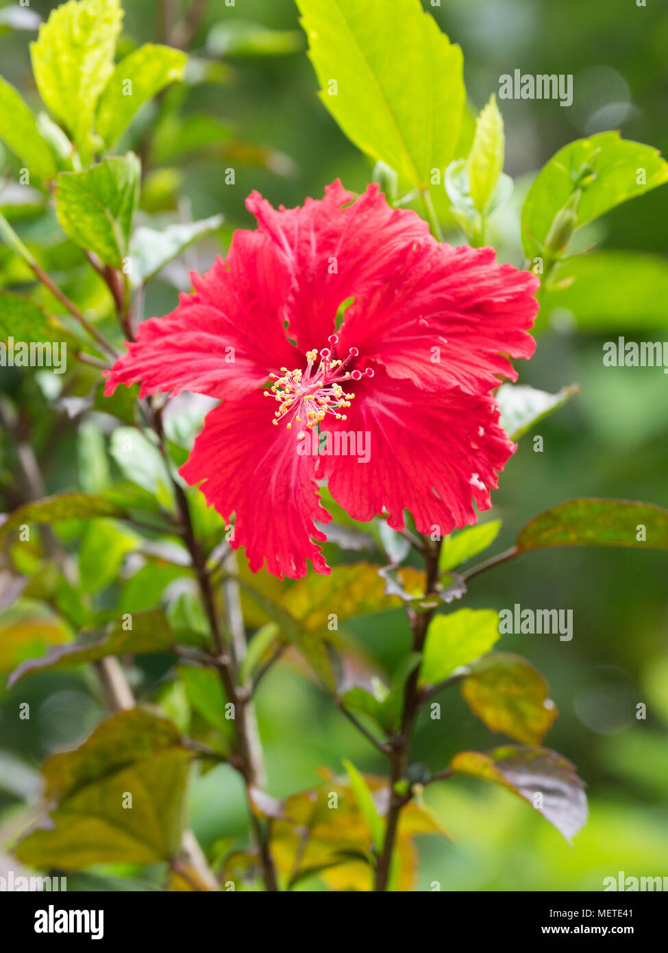 Red hibiscus flower okinawa japan hi-res stock photography and images ...