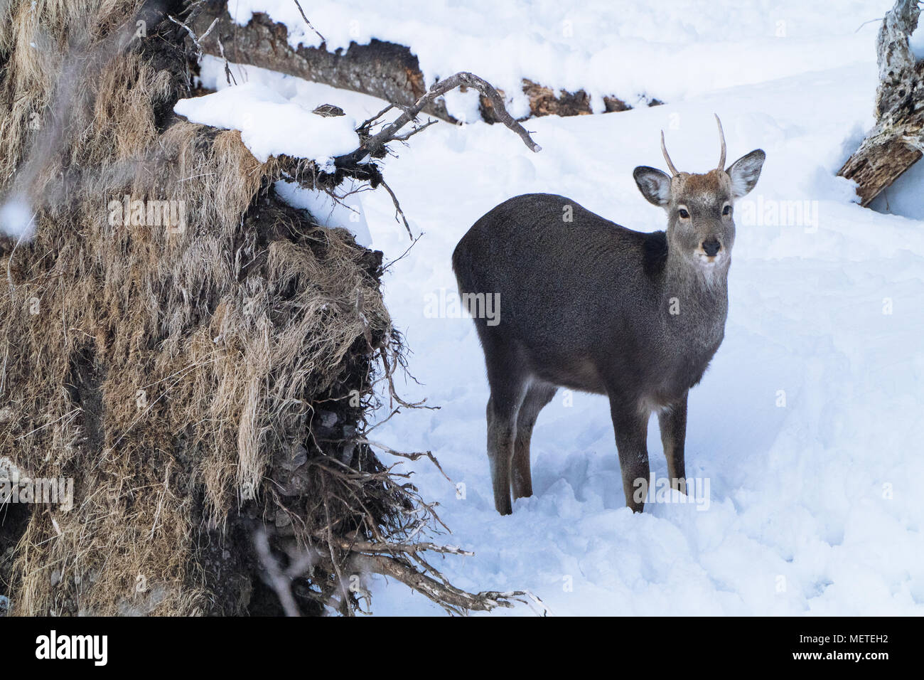 Yezo Deer in Winter Stock Photo - Alamy