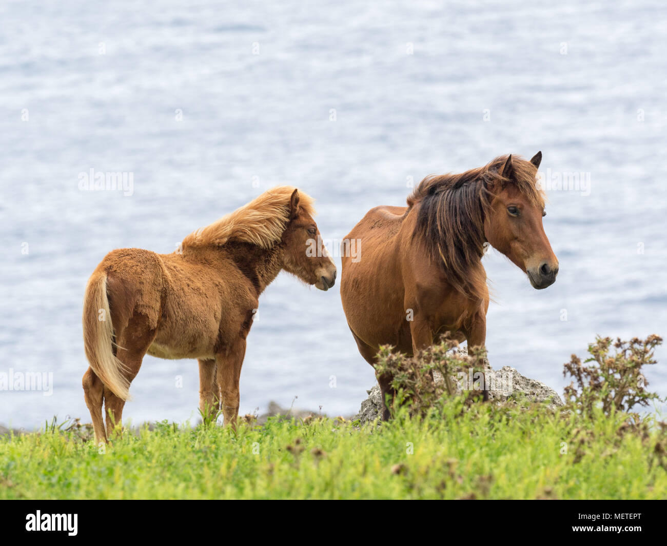 Yonaguni horse hi-res stock photography and images - Alamy