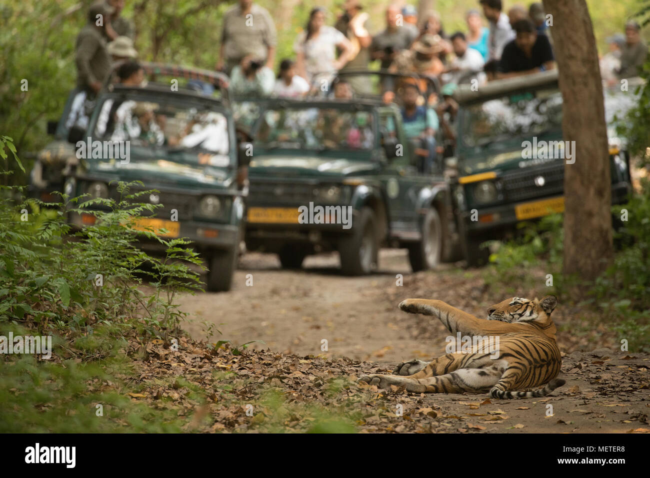 Tourists watching tiger hi-res stock photography and images - Alamy