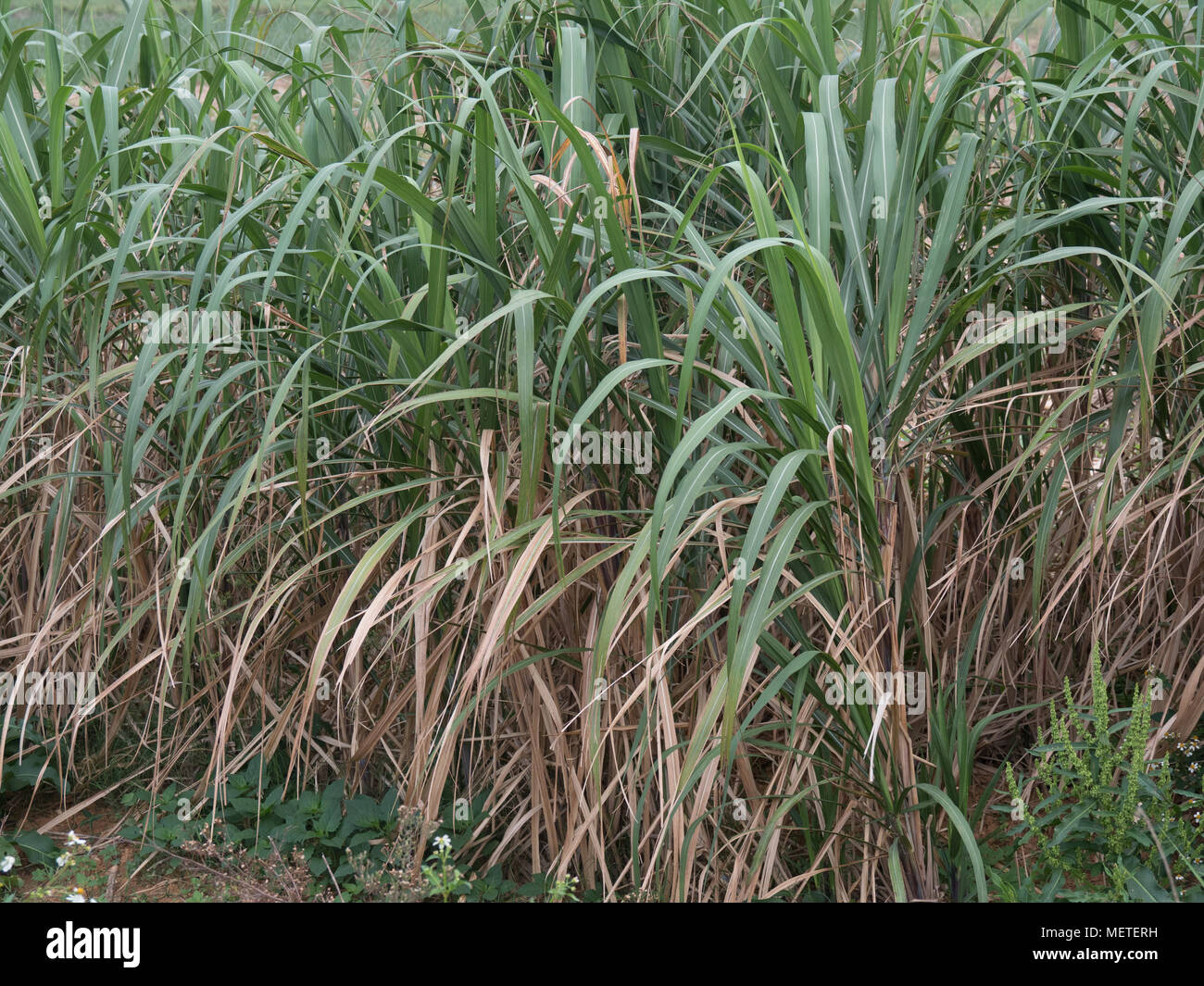 Sugar Cane Field Stock Photo - Alamy