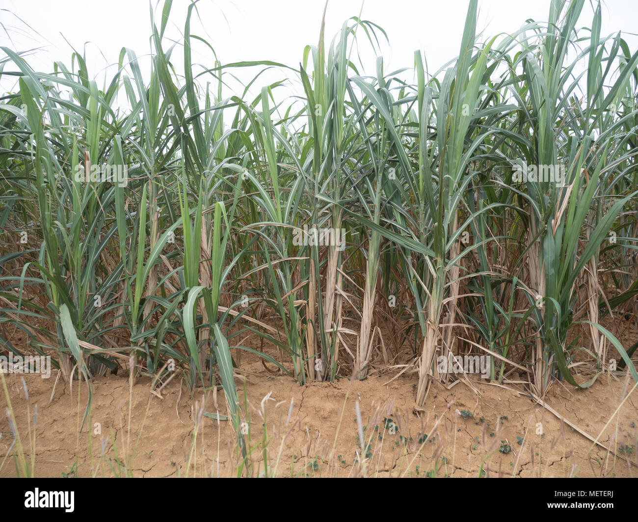 Sugar Cane Field Stock Photo - Alamy