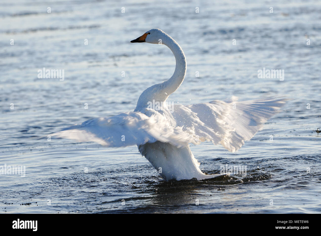 Swan at Lake Kussharo, Hokkaido, Japan Stock Photo - Alamy