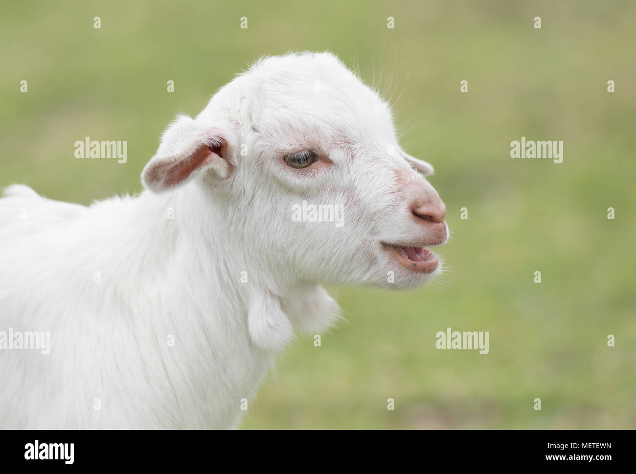 Goat at Iriomote Island, Okinawa Prefecture, Japan Stock Photo - Alamy