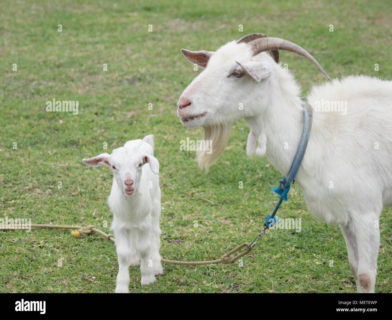 Goat at Iriomote Island, Okinawa Prefecture, Japan Stock Photo - Alamy