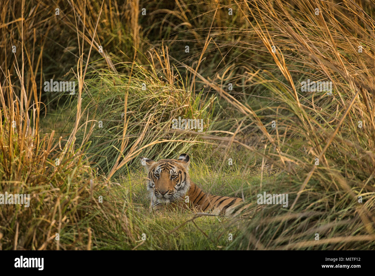 Tiger cub hiding in grassland Stock Photo - Alamy