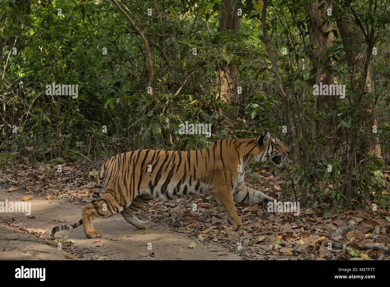 Tiger stalking prey hi-res stock photography and images - Alamy