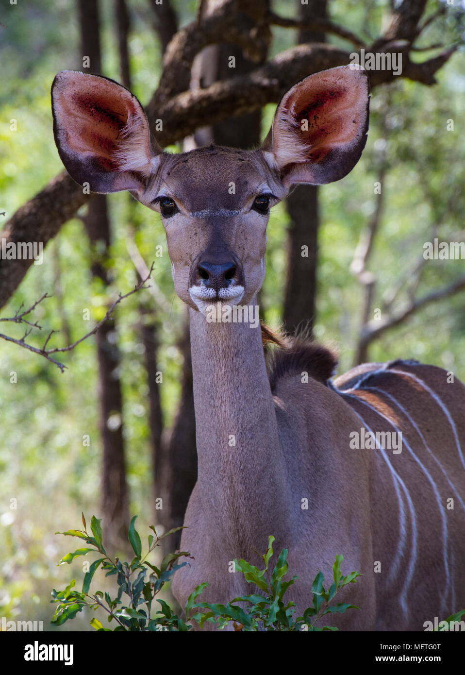 Portrait of a juvenile female greater kudu a large African antelope ...