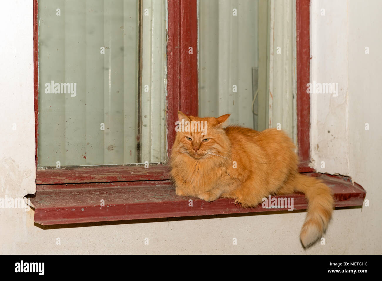 Red cat rest on the windowsill on a rainy day Stock Photo - Alamy