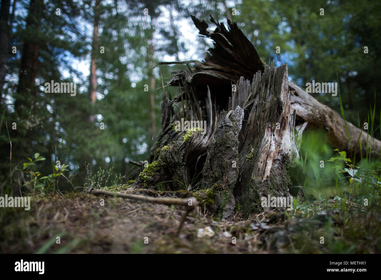 Decomposing Tree High Resolution Stock Photography and Images - Alamy