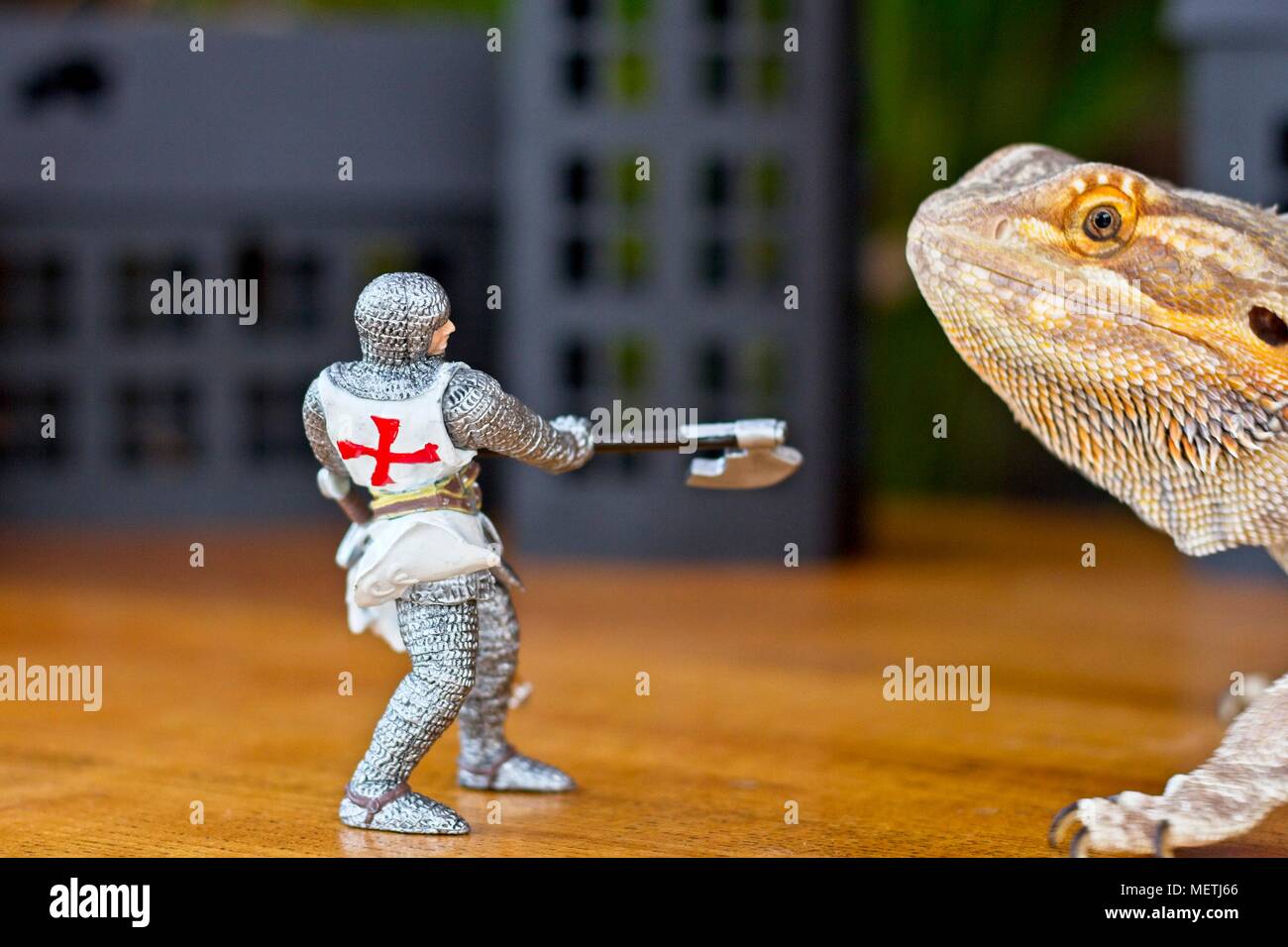 23rd Apr 2018. Fenster the fearless Bearded dragon takes on a Knight on ...