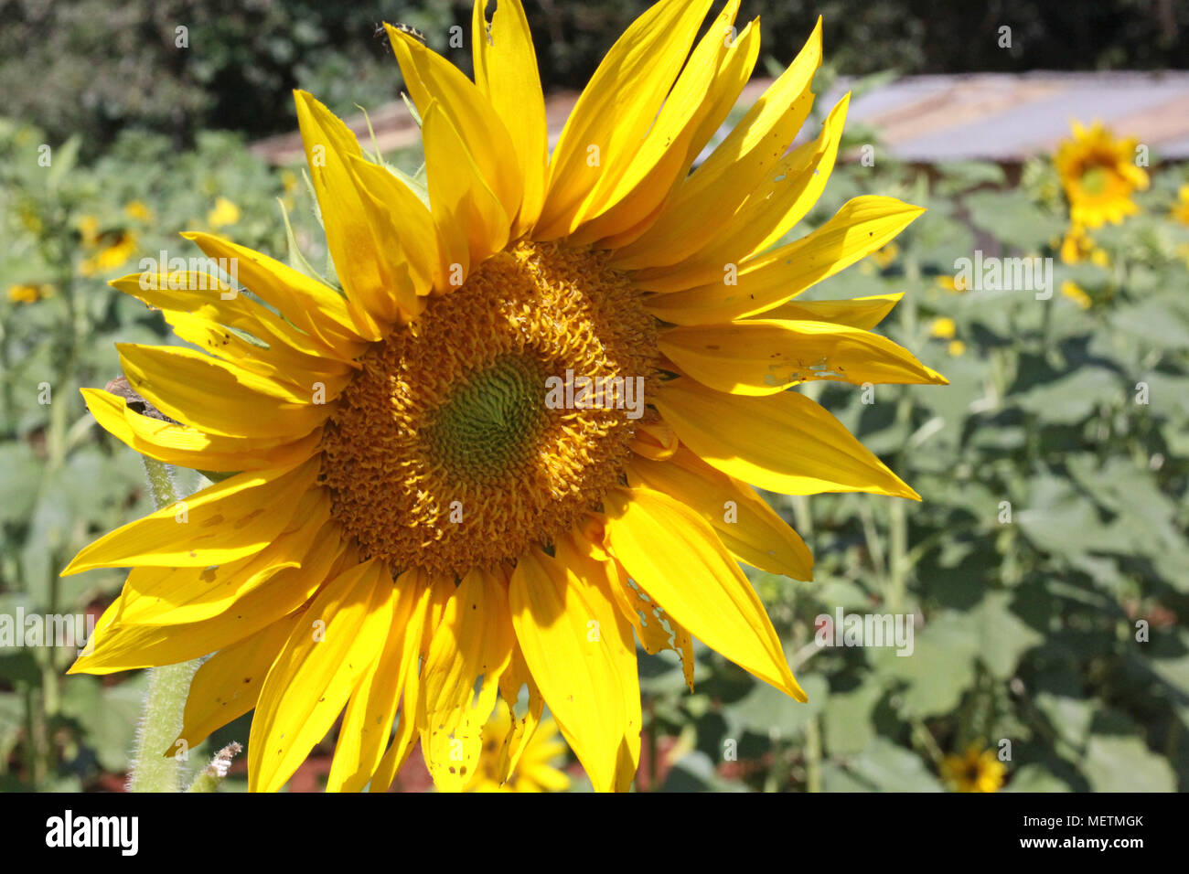Sunflower crop rotation hi-res stock photography and images - Alamy