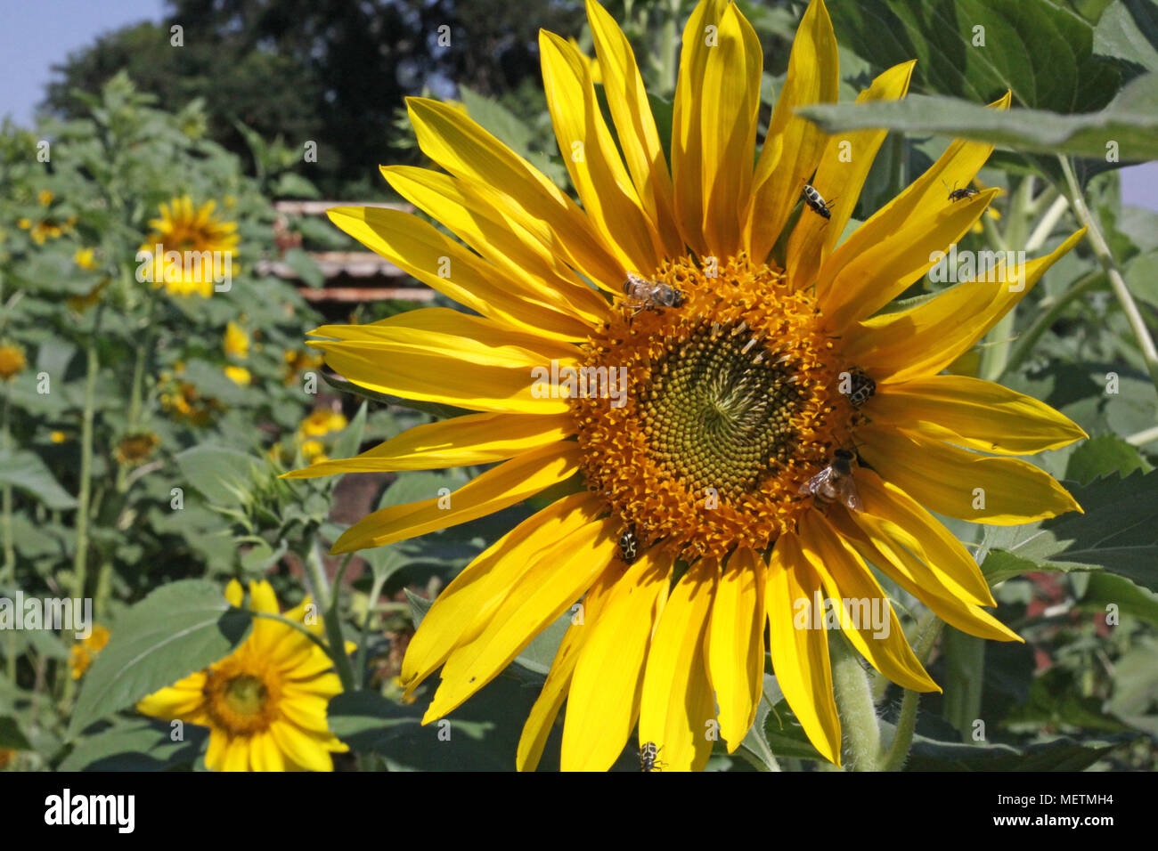 Sunflower crop rotation hi-res stock photography and images - Alamy
