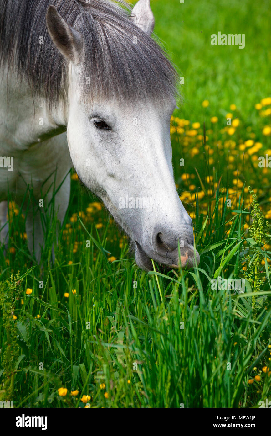 White horse munching grass on a spring meadow Stock Photo - Alamy