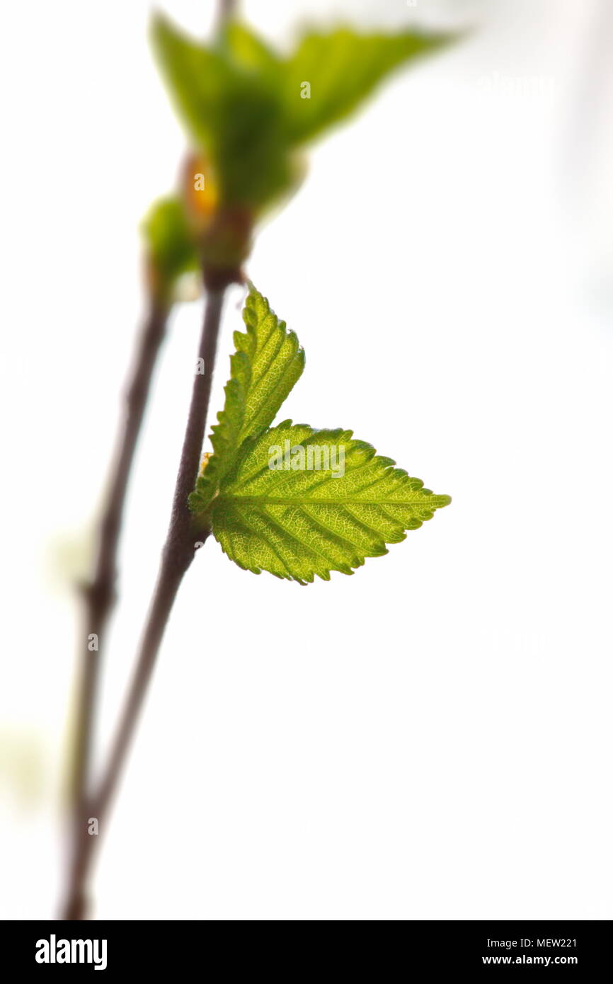Budding leaves in spring hi-res stock photography and images - Alamy