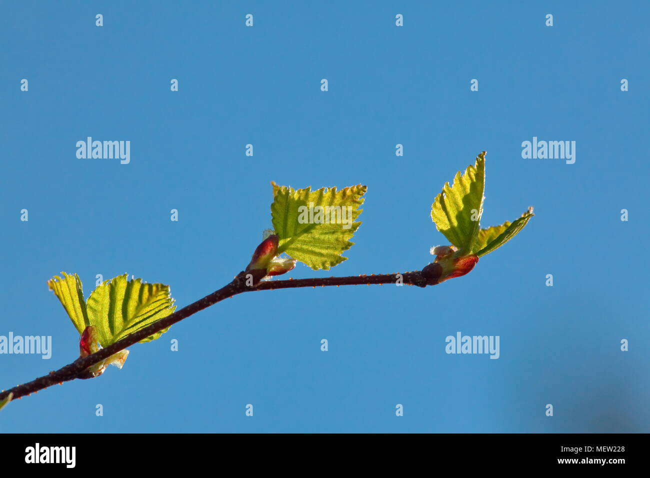 Budding exterior hi-res stock photography and images - Alamy