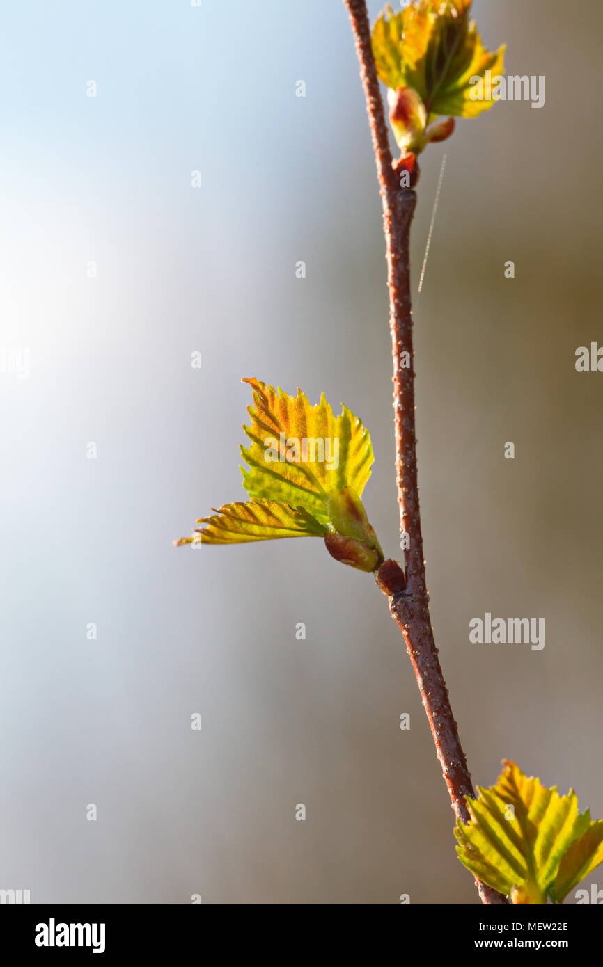 Budding exterior hi-res stock photography and images - Alamy