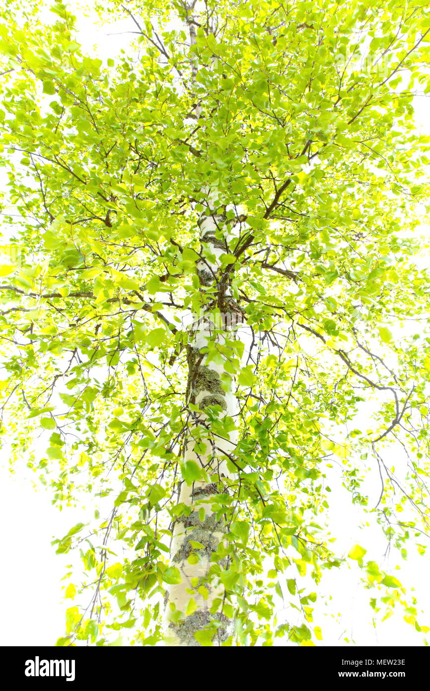 Tree canopy from below hi-res stock photography and images - Alamy