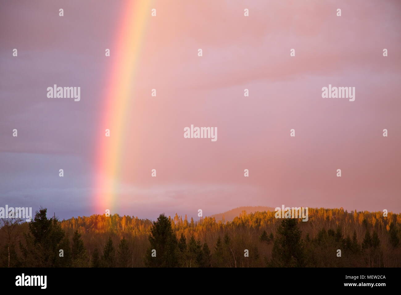 Double rainbow in front of a pink sky at sunset in spring Stock Photo ...